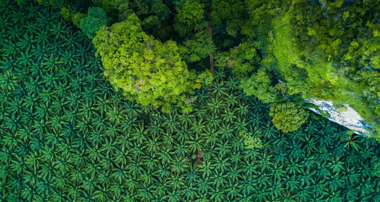 Products of the Osa Peninsula – Lessons from the Osa