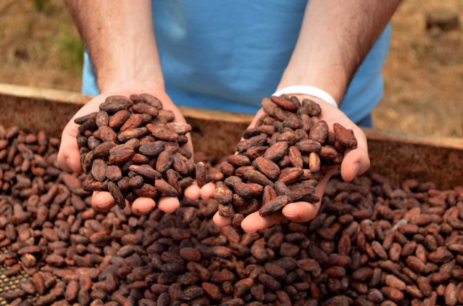 Products of the Osa Peninsula – Lessons from the Osa