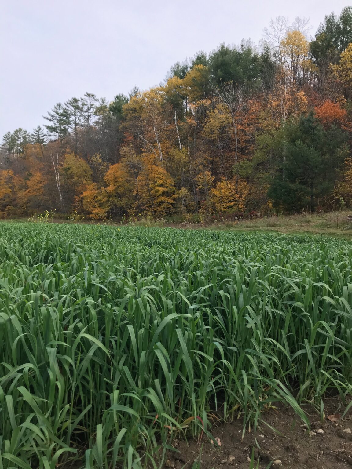 Spotlight on Ansel Ploog, Flywheel Farm | Women's Agricultural Network Blog