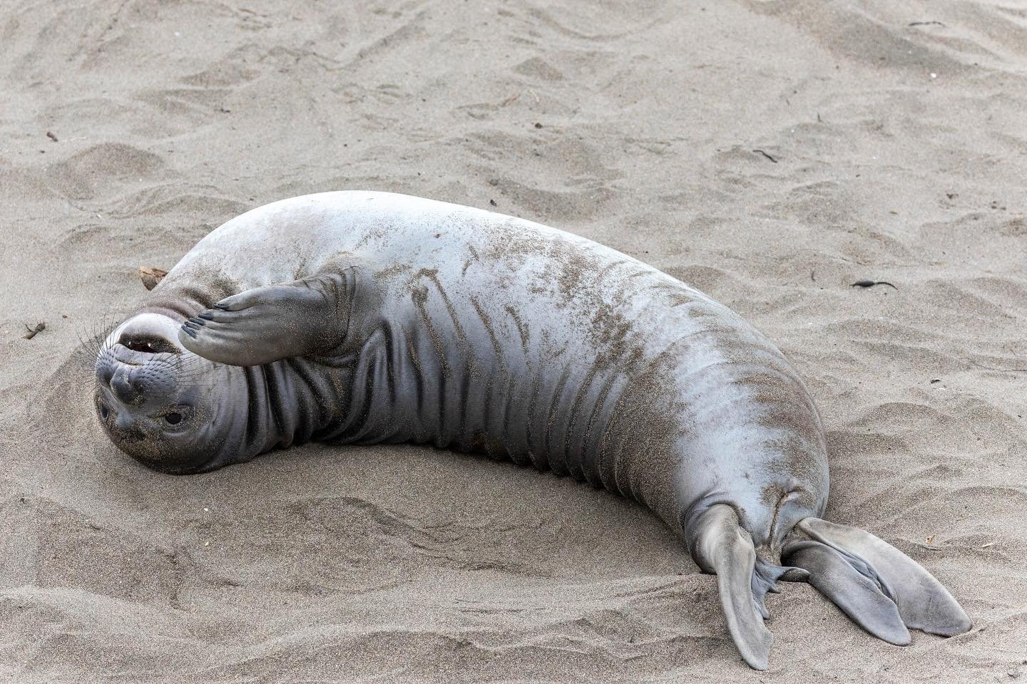 Northern Elephant Seal Migration in CA and Mexico – A Wildlife Tourism ...