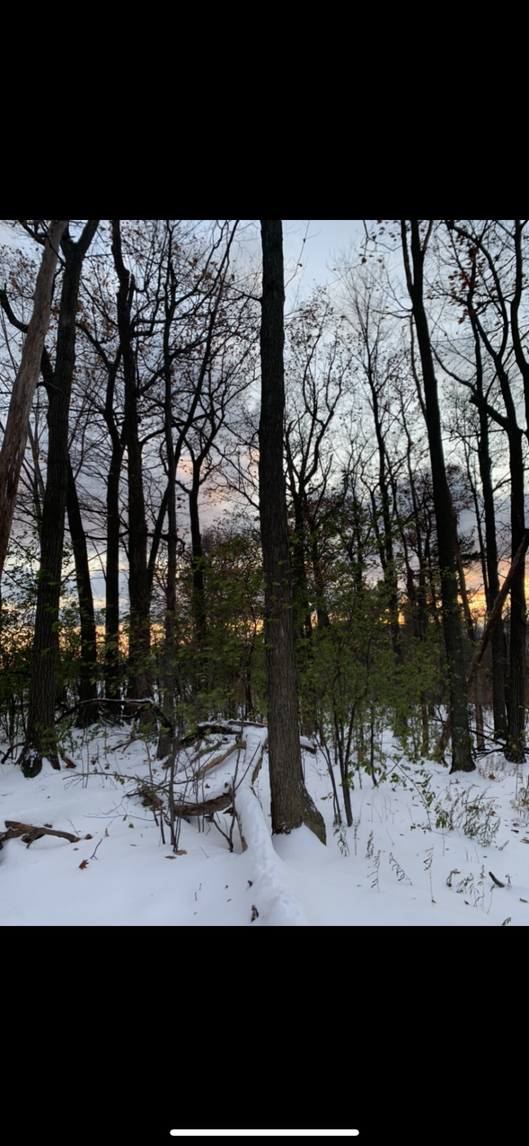 Wren Pyle Phenology · A UVM blog